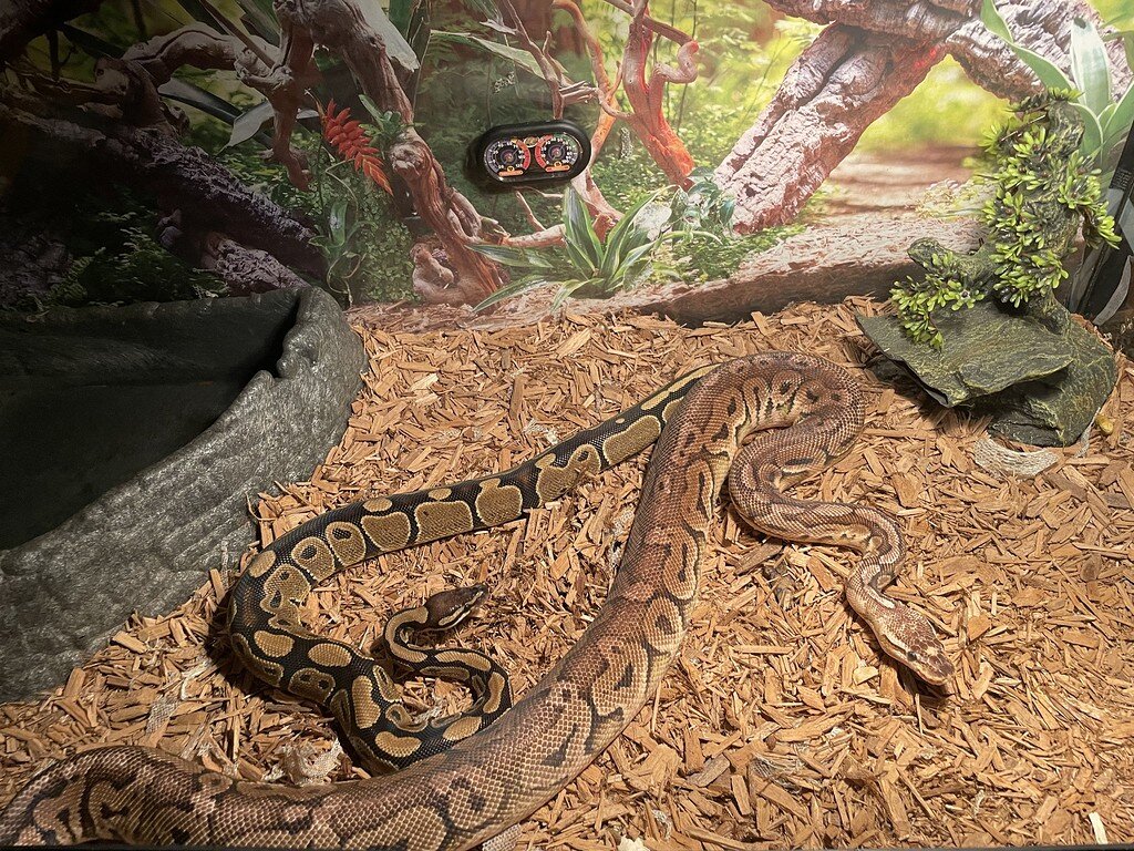 Can anyone help me identify the morph of my snake - Ball Pythons ...