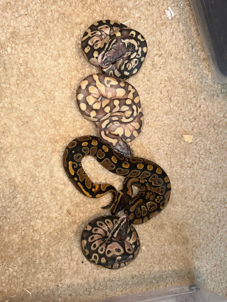 Ball python hatchling identification help needed! - Ball Pythons ...