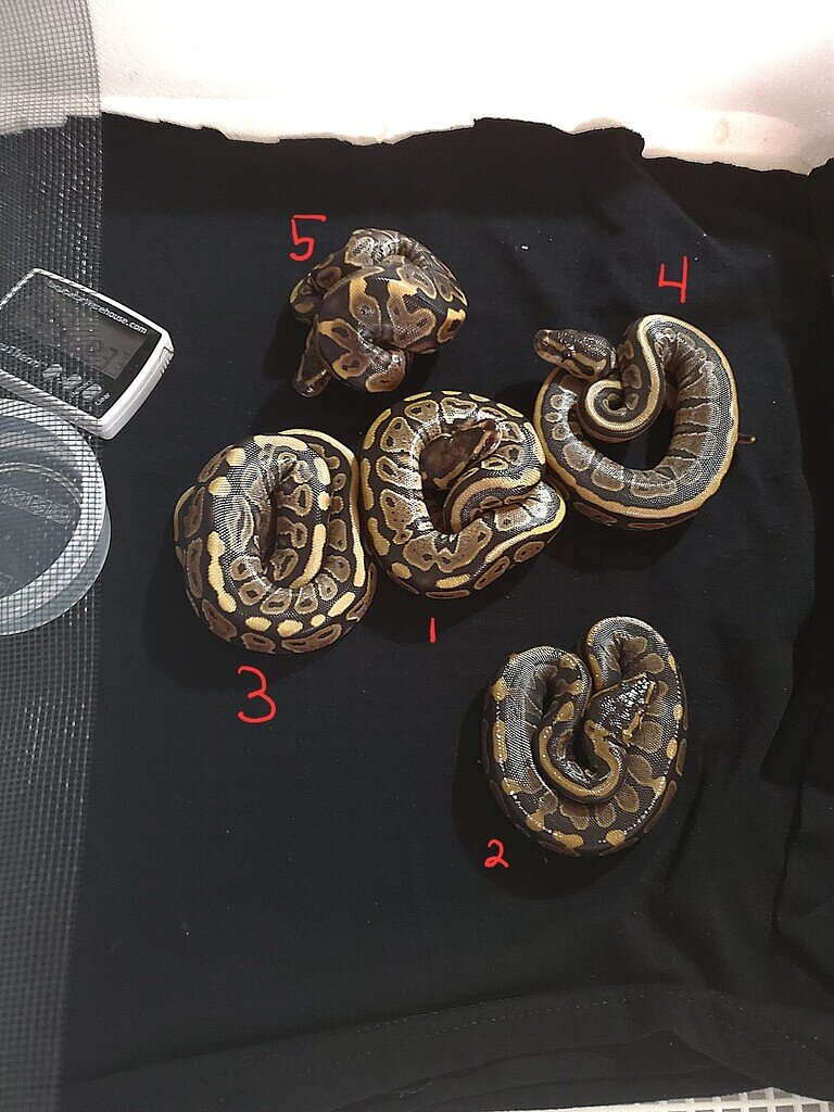 Ball python clutch id - All Reptiles - MorphMarket Reptile Community