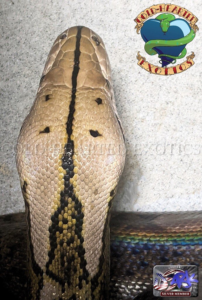 Love this girl's head marking! - Reticulated Pythons - MorphMarket ...