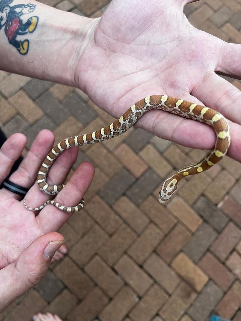 Got to love Hatchlings - Corn Snakes - MorphMarket Reptile Community