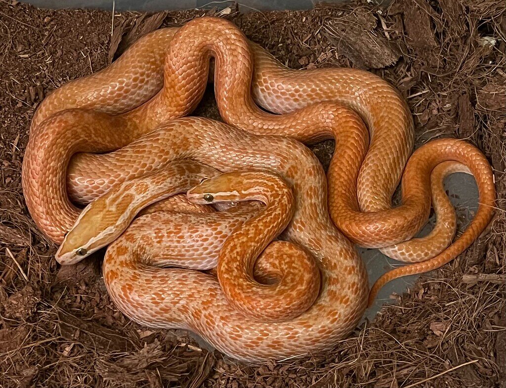 My House snake pair - Colubrids - MorphMarket Reptile Community