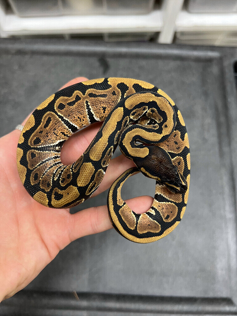 New Gene Introduction: BURN - Ball Pythons - MorphMarket Reptile Community
