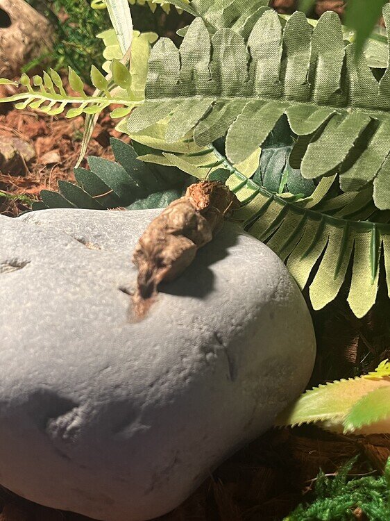 Did my snake throw up!? - Ball Pythons - MorphMarket Reptile Community