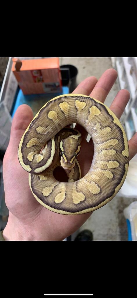 Mystery hatchling - Ball Pythons - MorphMarket Reptile Community