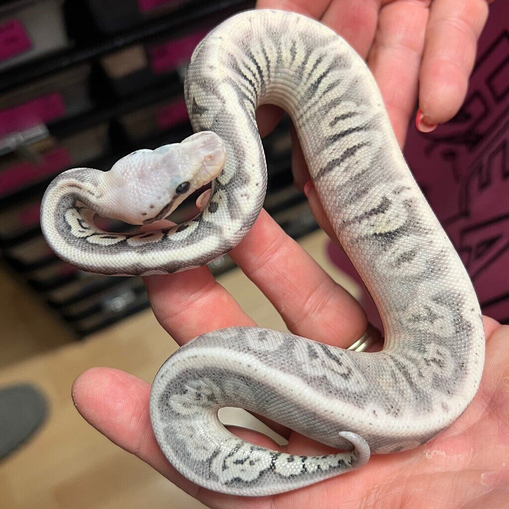 World 1sts Desert Ghosts - Ball Pythons - MorphMarket Reptile Community
