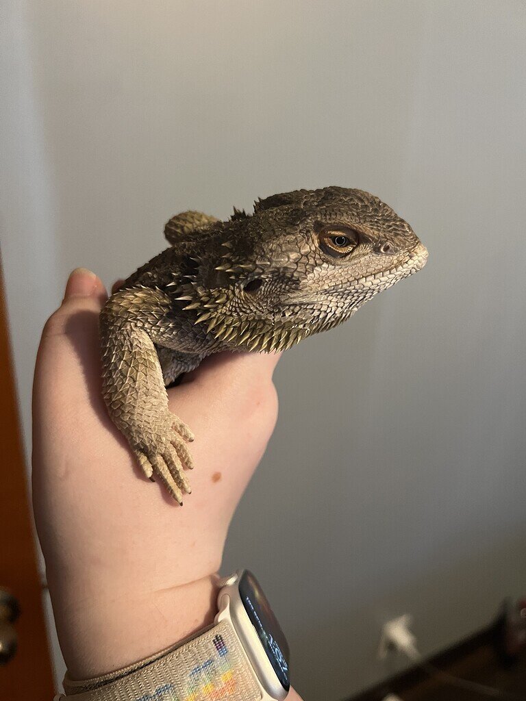 Beardie Rescue, Infected arm? - Bearded Dragons - MorphMarket Reptile ...