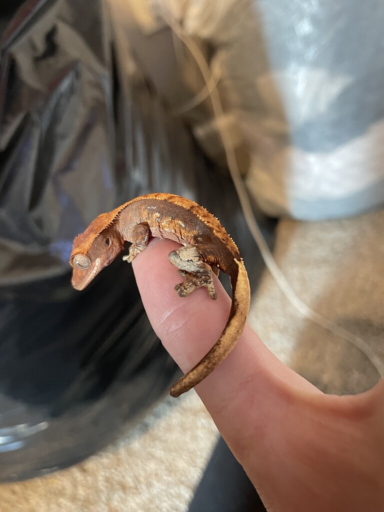 Help! Weird white stuff on baby crestie - Crested Geckos - MorphMarket ...