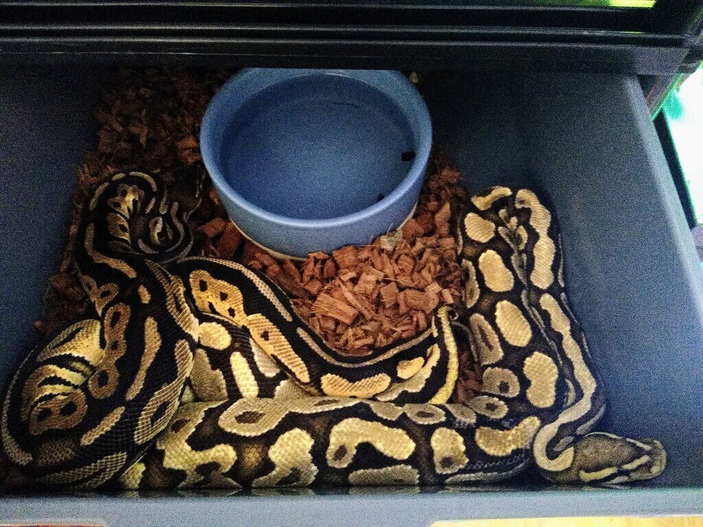 ID help please! - Ball Pythons - MorphMarket Reptile Community