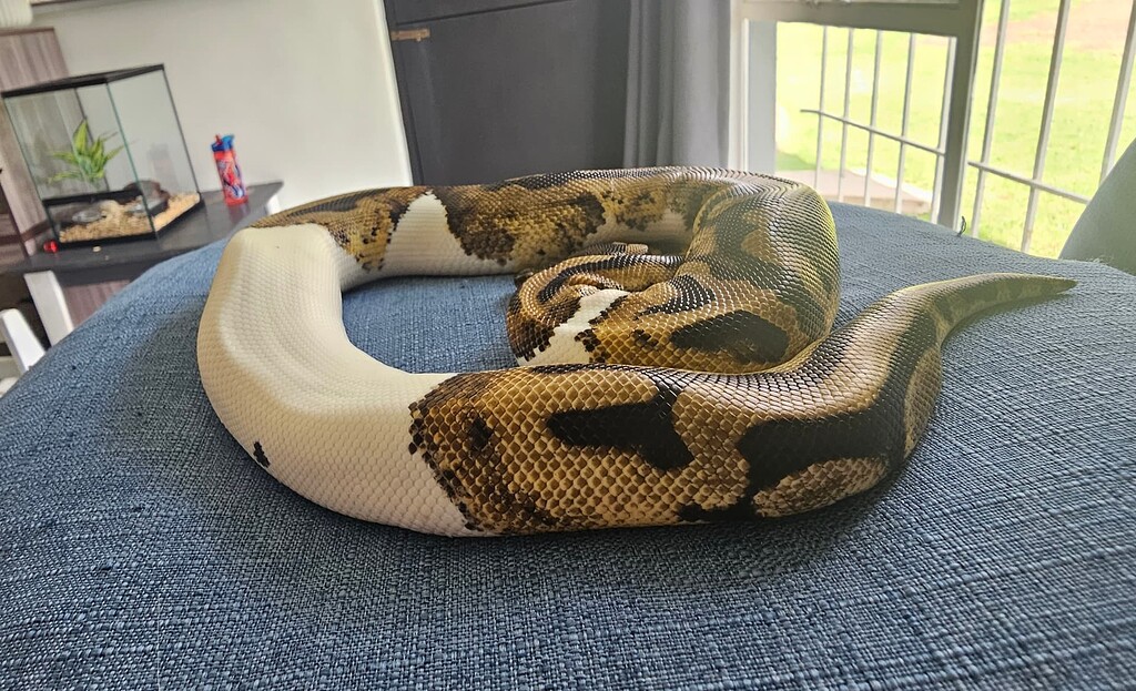 Morph confirmation and Breeding Ideas - Ball Pythons - MorphMarket ...