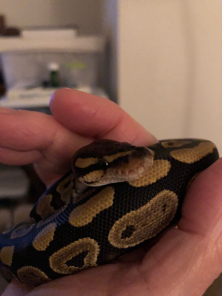 Here is baby Howard - Ball Pythons - MorphMarket Reptile Community