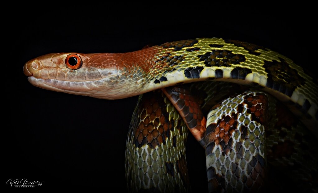 Hundred flower ratsnake - Other Colubrids - MorphMarket Reptile Community