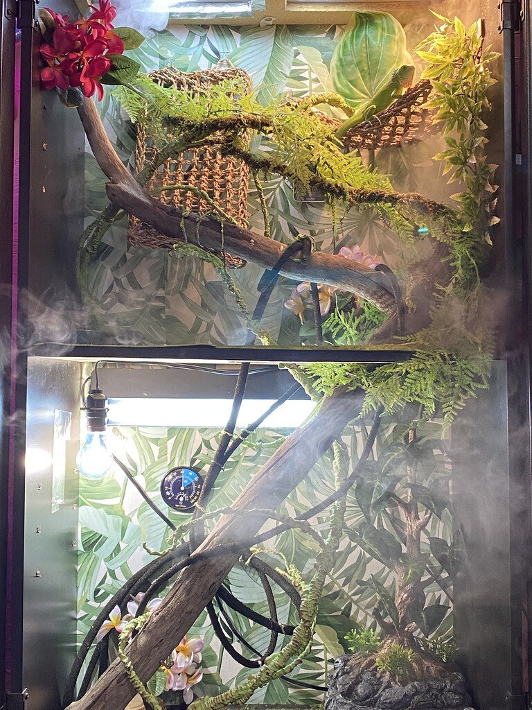 Young iguana enclosure - Enclosures & Setups - MorphMarket Reptile ...