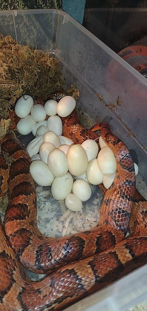 First clutch - Colubrids - MorphMarket Reptile Community