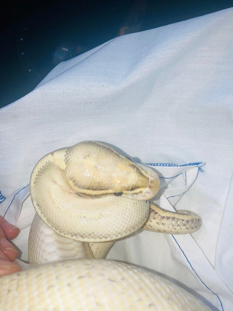 Freeway or highway - Ball Pythons - MorphMarket Reptile Community