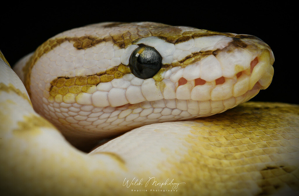 The Beautiful Prince - Ball Pythons - MorphMarket Reptile Community