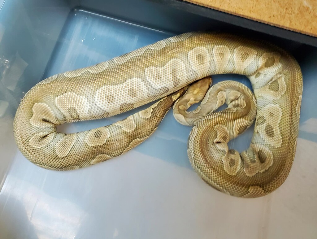 2024 Season Thread - PP - Ball Pythons - MorphMarket Reptile Community