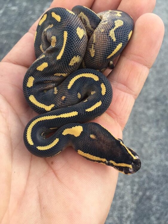 Lets see those "exceptional" morph examples! - Ball Pythons ...