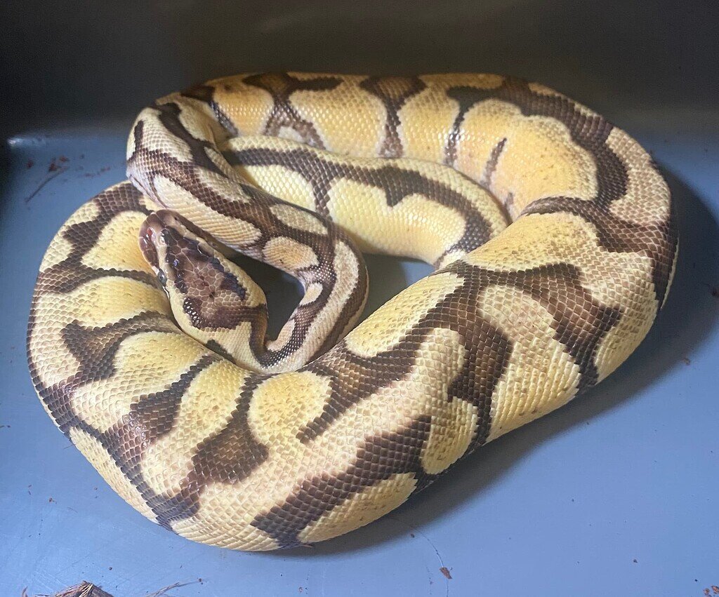 Identification Please Help - Ball Pythons - MorphMarket Reptile Community