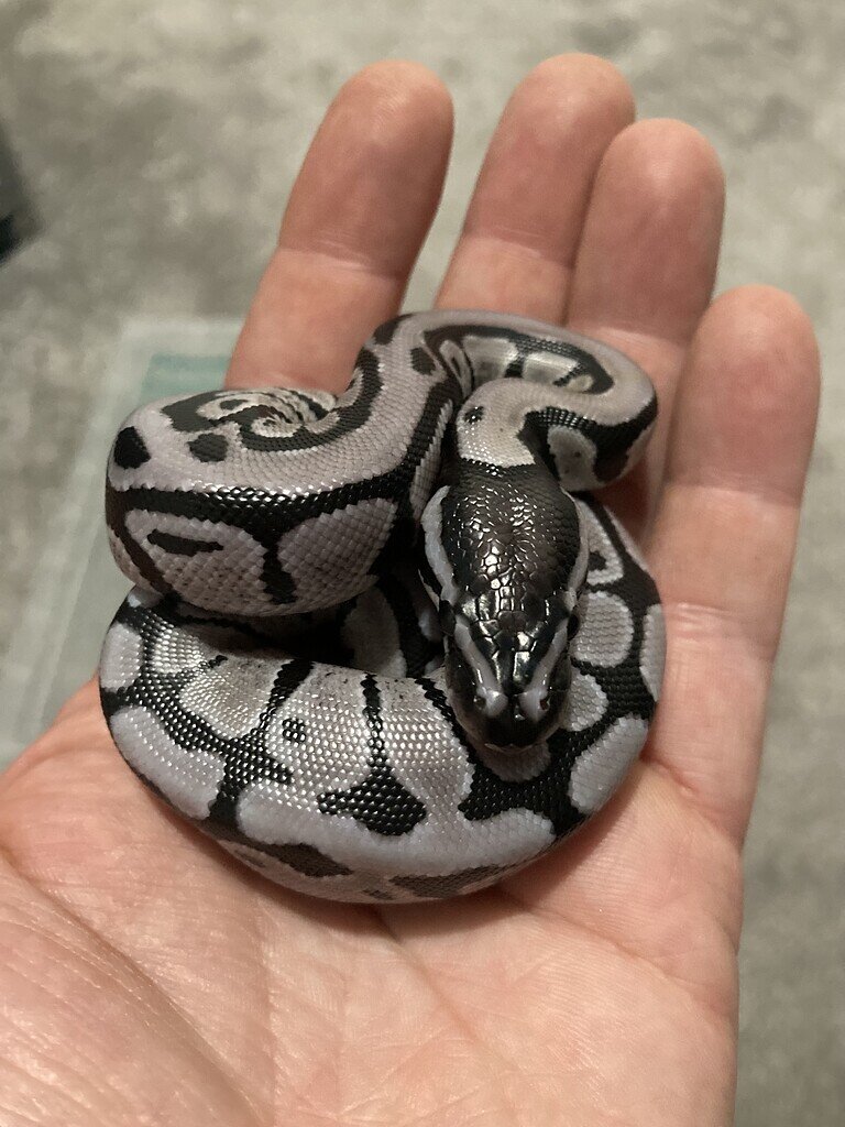 Slightly odd looking Axanthic - Ball Pythons - MorphMarket Reptile Community