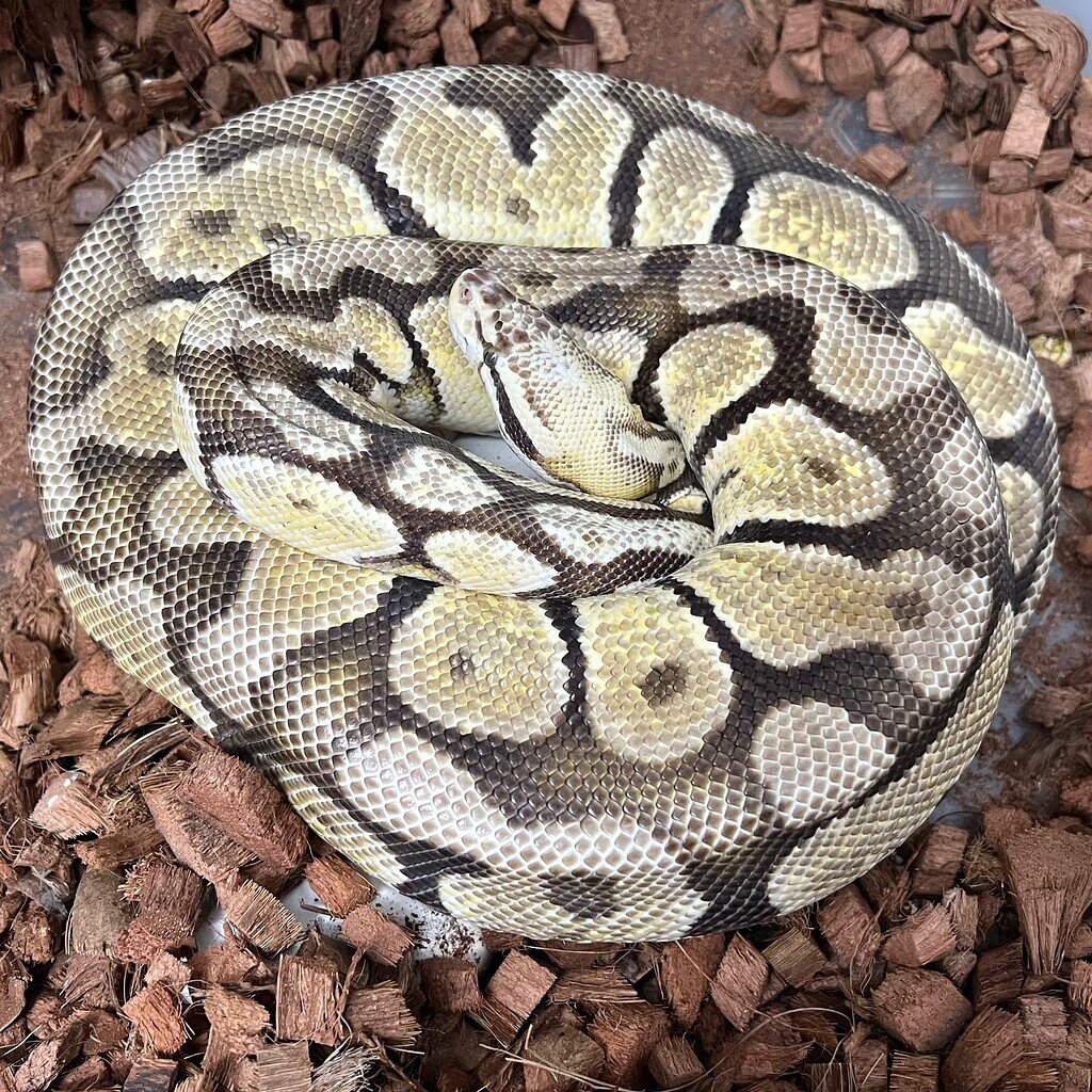 Clutch No44 Super Pastel Desert Ghost x Firefly het Desert Ghost 😍 ...