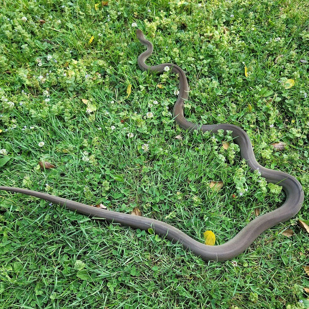 Olive python - Other Pythons - MorphMarket Reptile Community