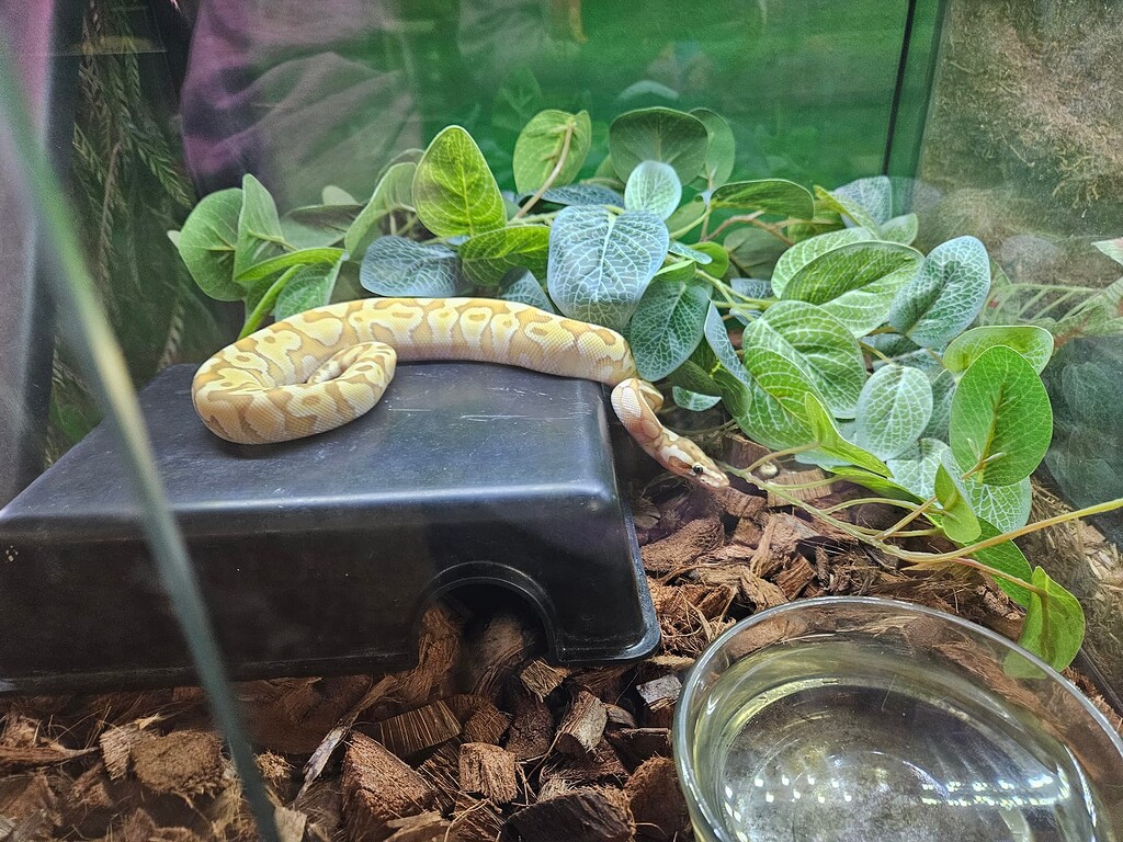 Breeding pairing - Ball Pythons - MorphMarket Reptile Community