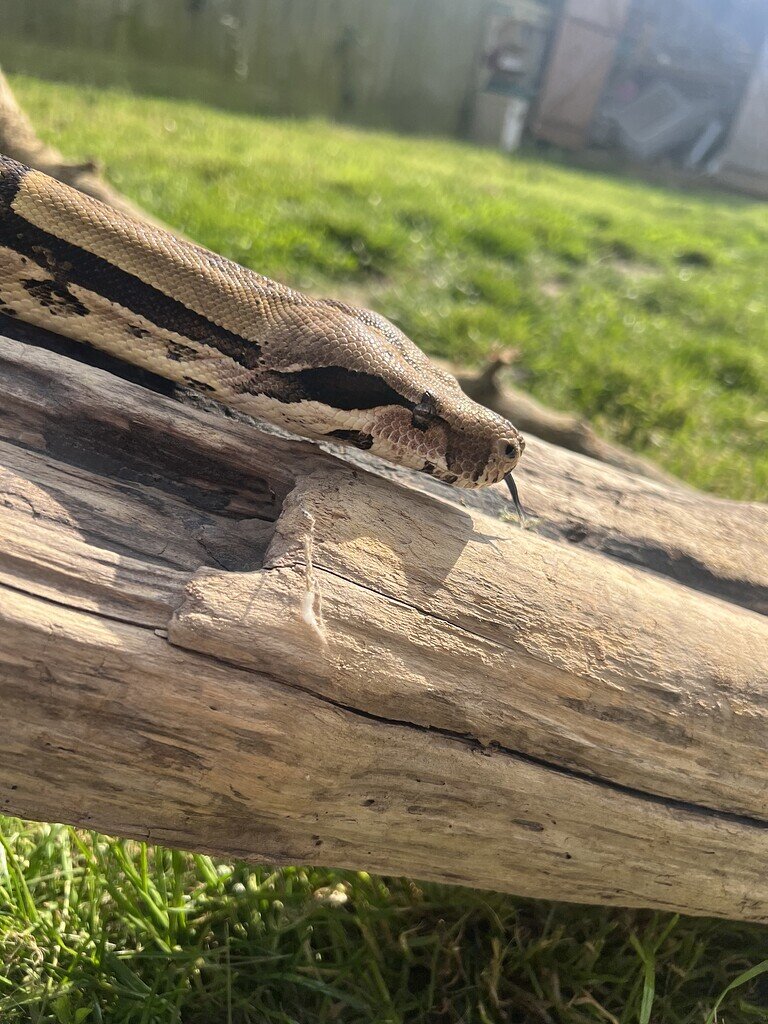 Meet Bella the Red Tail! 🐍 - Boa Constrictors - MorphMarket Reptile ...