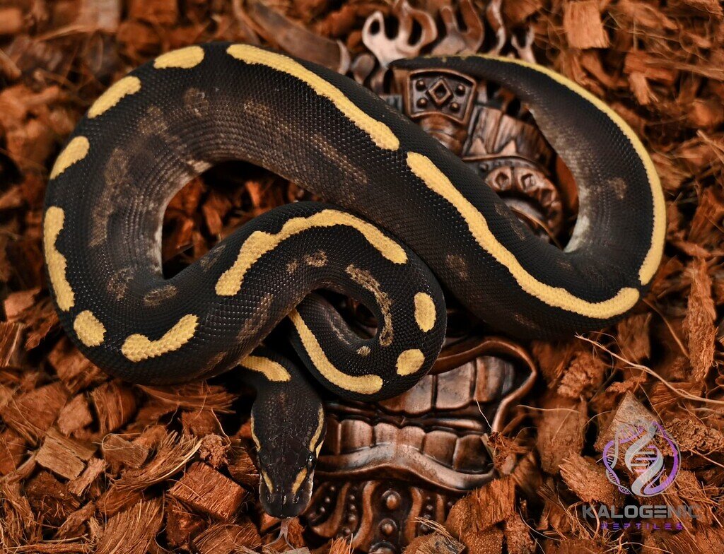 Here's a pretty cool one for the dark snake lovers out there - Ball ...