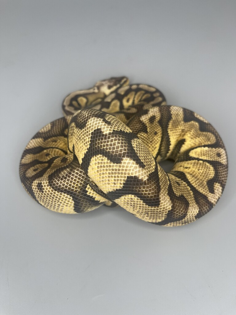 Help ID this little guyPlease - Ball Pythons - MorphMarket Reptile ...