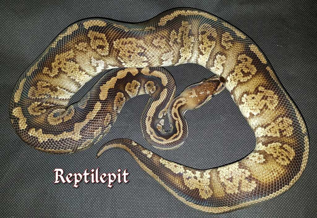 Request to add new gene - Bambino Ball Python - [DONE] - Genetics ...