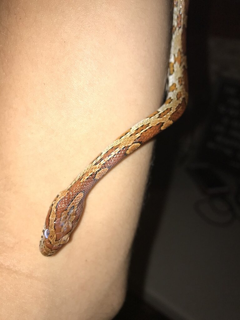 Is It A Damaged Eye? - Corn Snakes - MorphMarket Reptile Community
