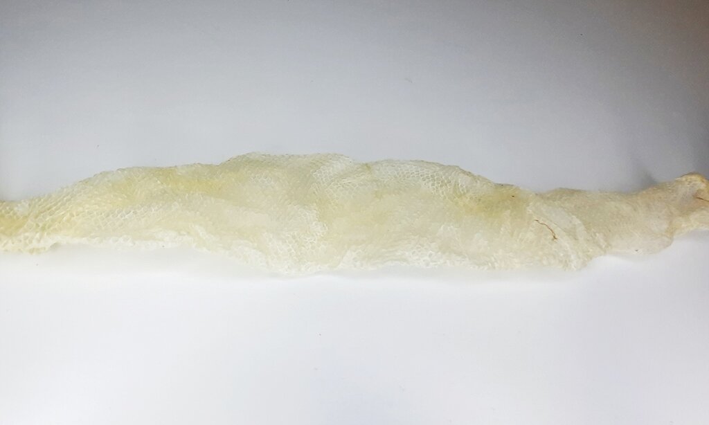 Super Mojave shed. Ghost or only het Ghost? - Ball Pythons ...