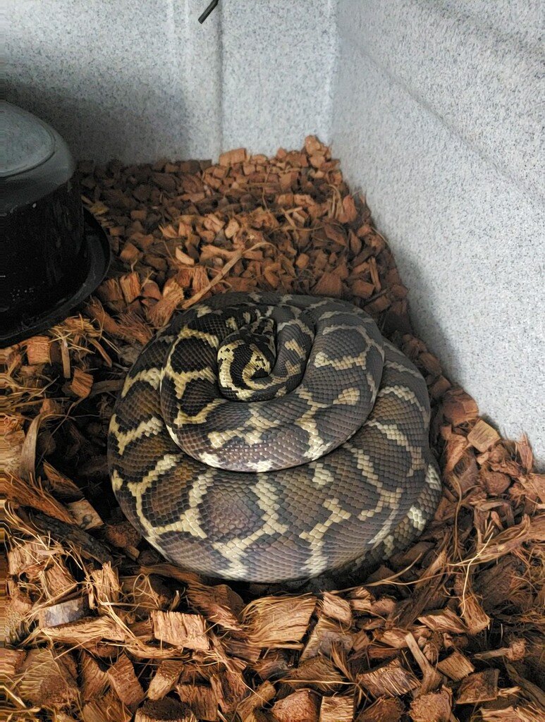 Papuan carpets you say? - Carpet Pythons - MorphMarket Reptile Community