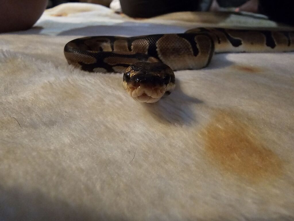 Petsmart Normal? - Ball Pythons - MorphMarket Reptile Community