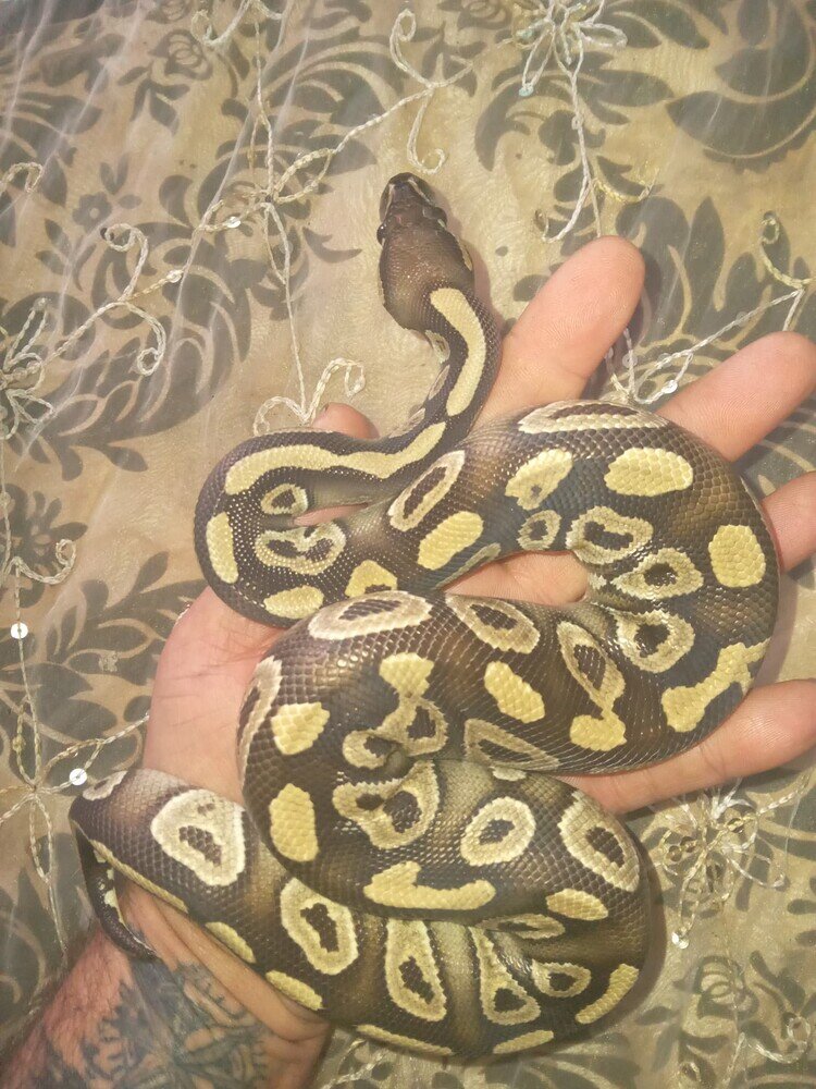 Help to identify morph - Ball Pythons - MorphMarket Reptile Community