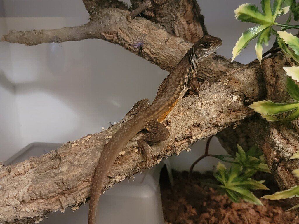 New axdition to the growing zoo - Other Lizards - MorphMarket Reptile ...