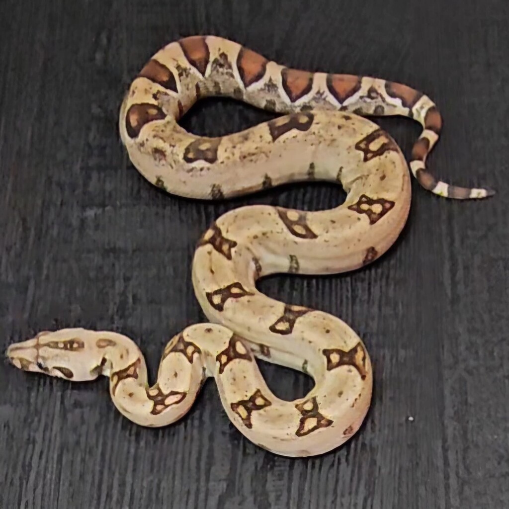 Morph Identification for my 3 baby snakes - Boa Constrictors ...