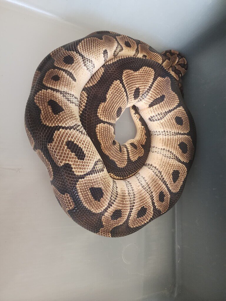 First Time Breeding, Is She Gravid? - Ball Pythons - MorphMarket ...
