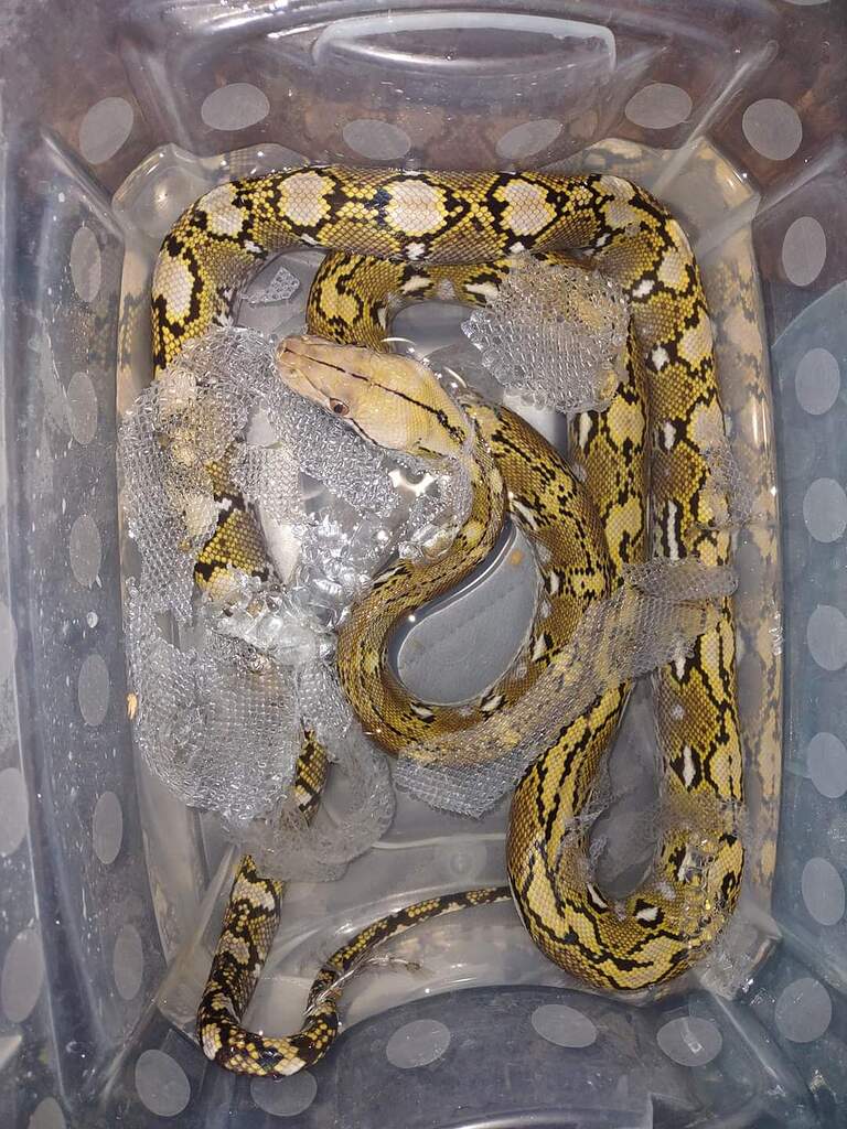 Is this anery? - All Reptiles - MorphMarket Reptile Community