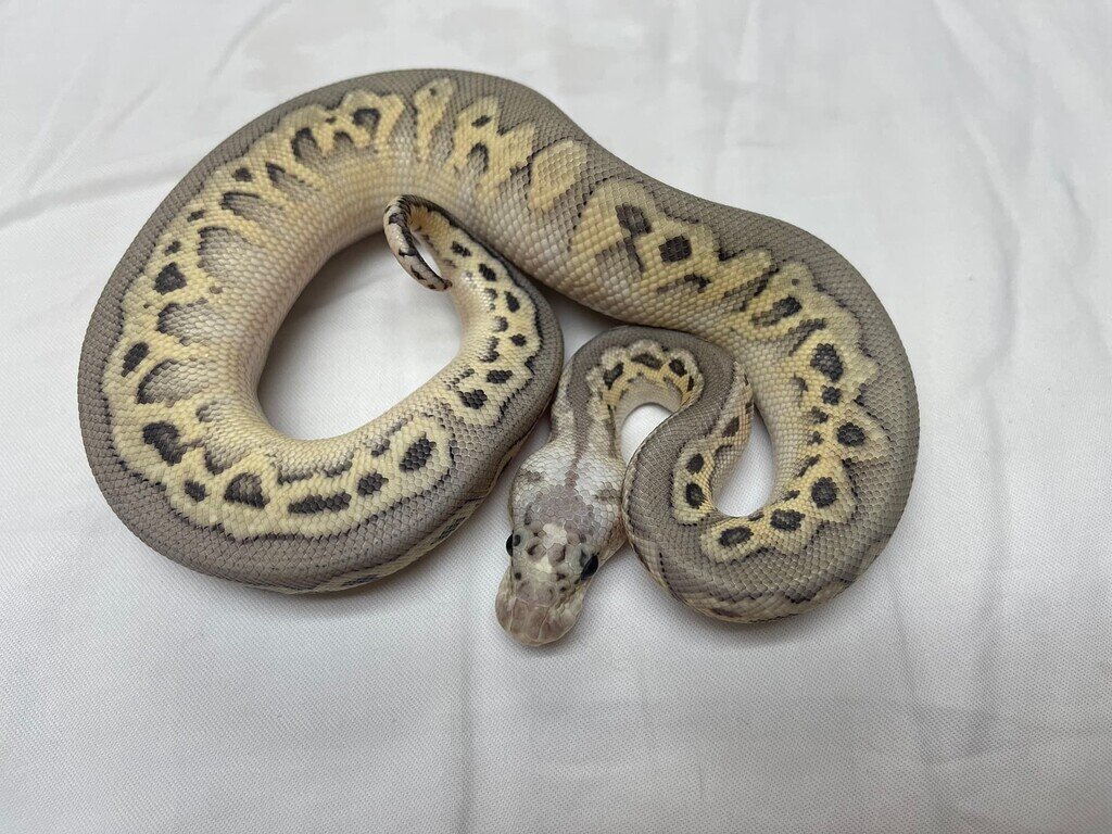 More info on Sugar - Ball Pythons - MorphMarket Reptile Community