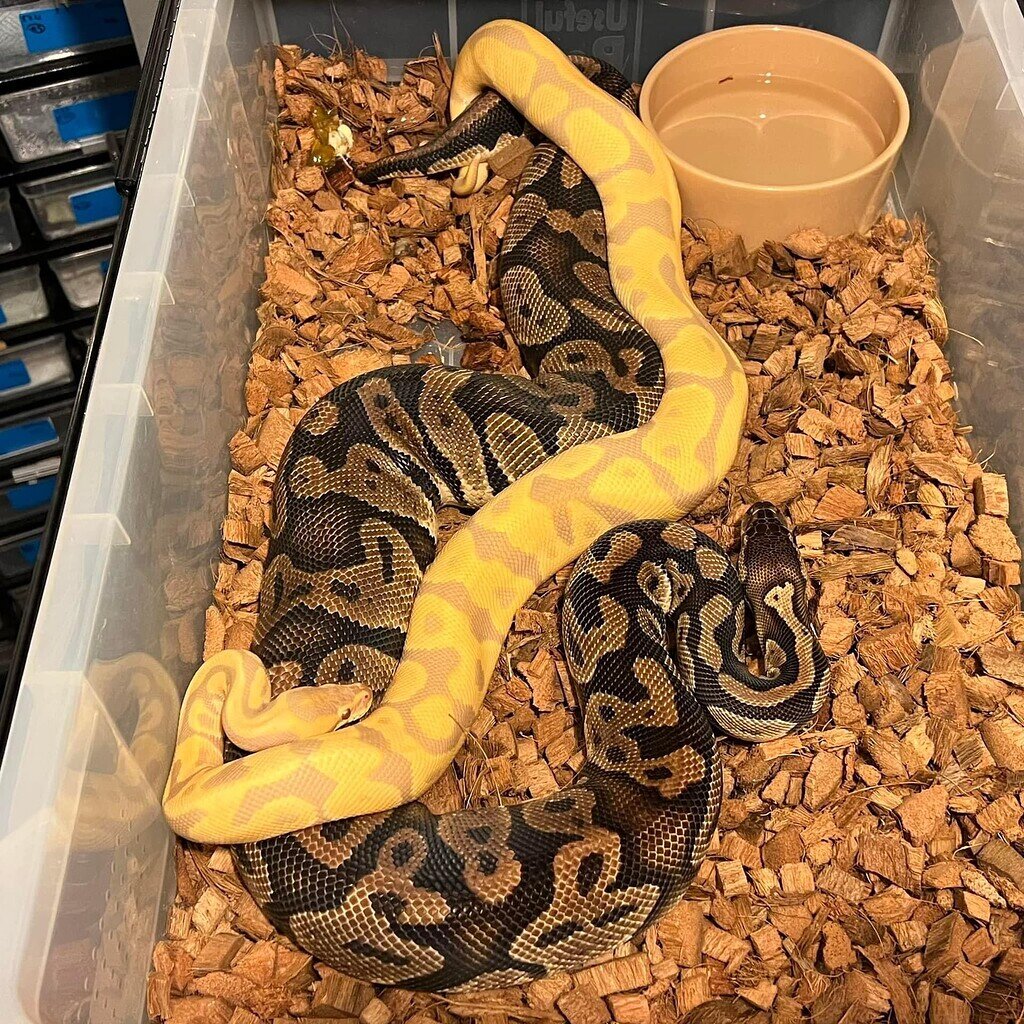 Clutch No10 9 Big lovely’s from Leopard Candy poss het Pied x Pastel ...