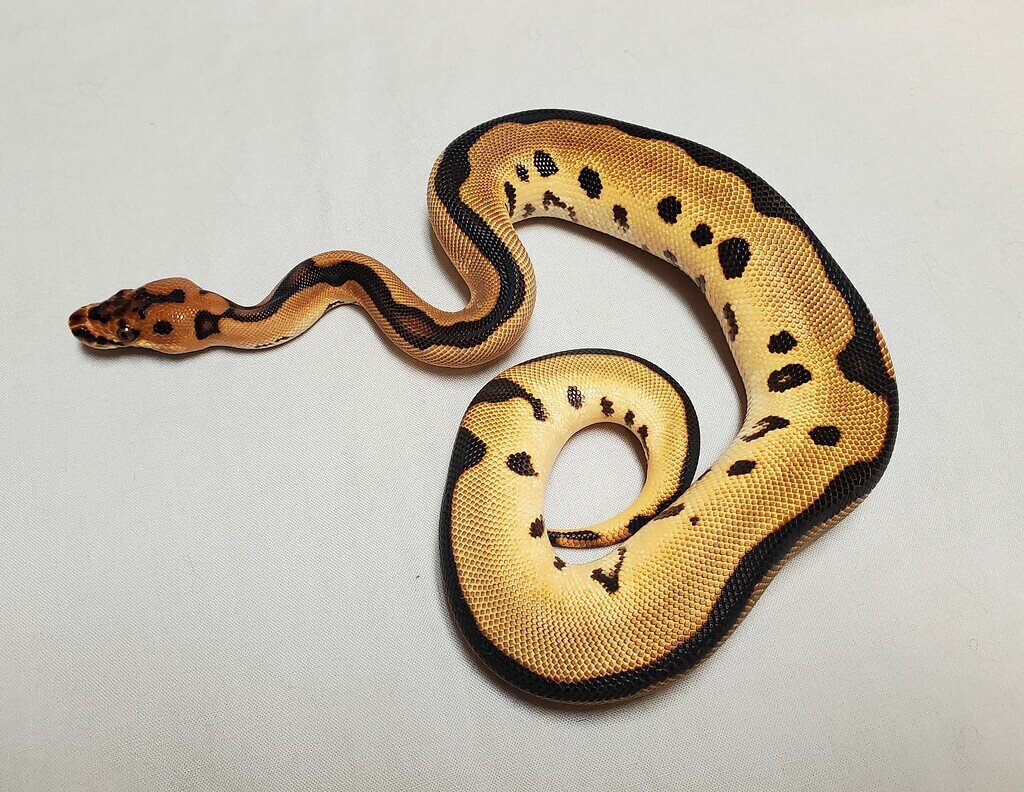 Orange Dream Clown Combos - Ball Pythons - MorphMarket Reptile Community