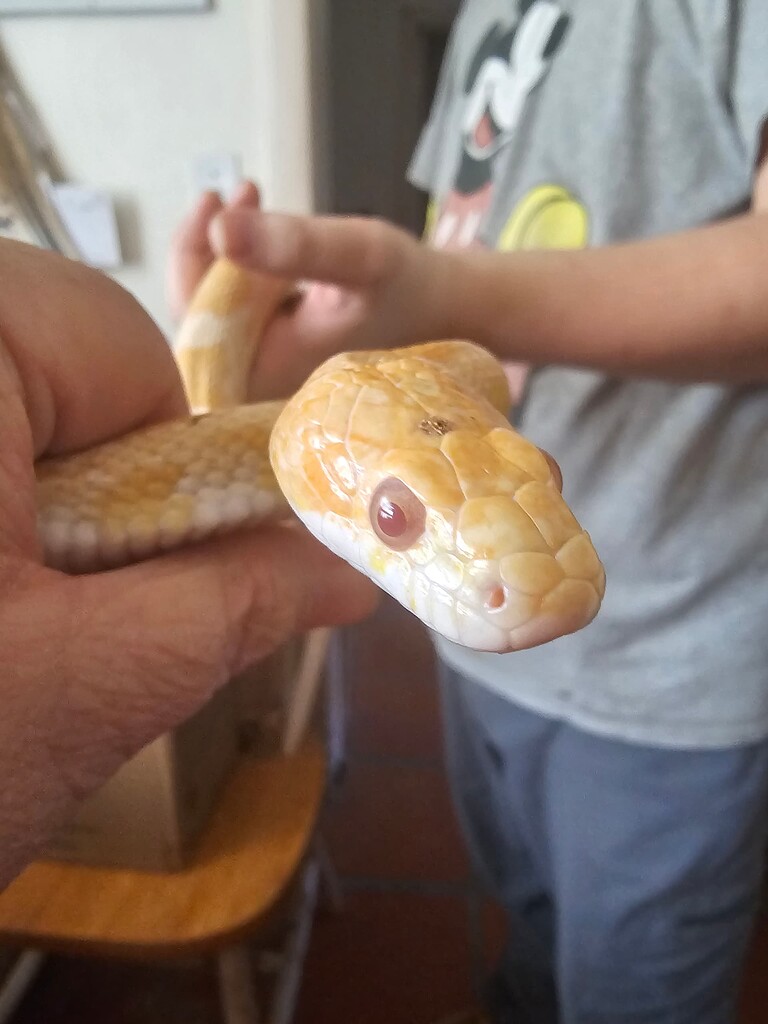 My cornsnake Tang - Corn Snakes - MorphMarket Reptile Community