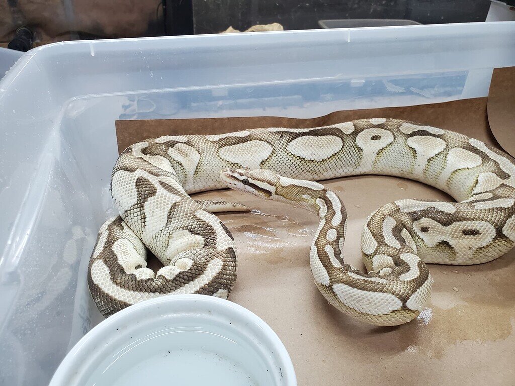 Morph id please! Pos fire - Ball Pythons - MorphMarket Reptile Community