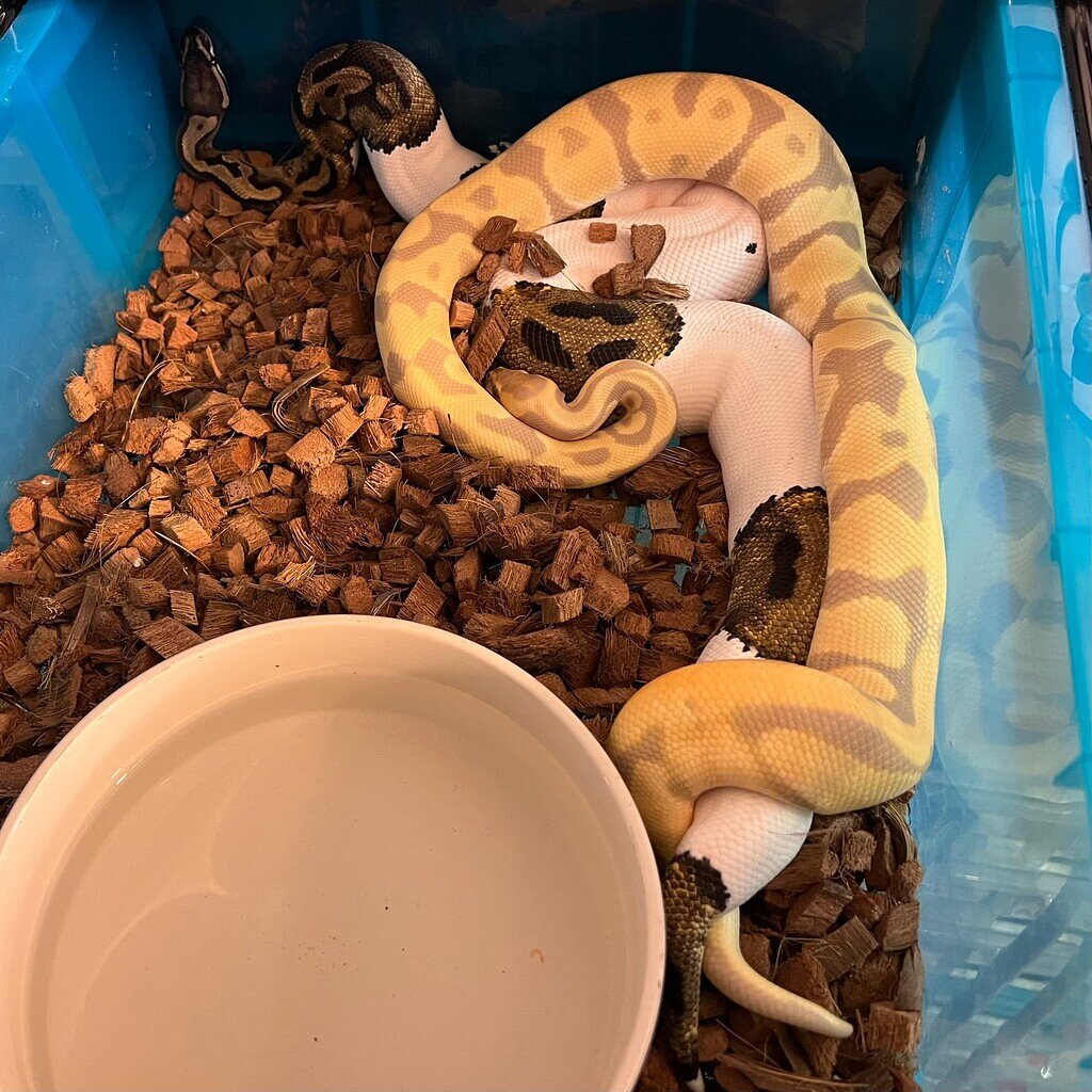 Slithering Love 😍 - Ball Pythons - MorphMarket Reptile Community