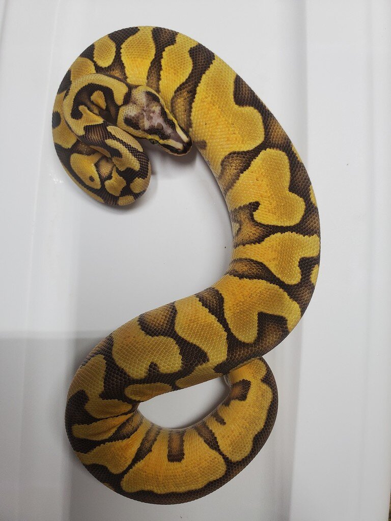 Some fresh sheds on some 2021 hold backs! - Ball Pythons - MorphMarket ...