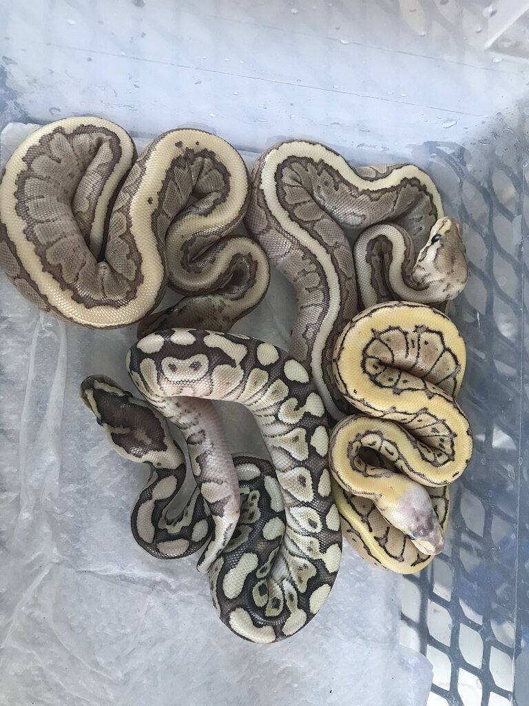 Weird eye stripe - Ball Pythons - MorphMarket Reptile Community