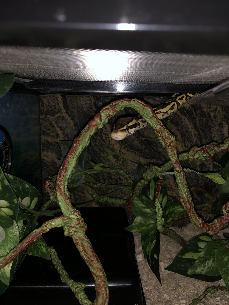 He’s a climber 🤦‍♀️ - Ball Pythons - MorphMarket Reptile Community