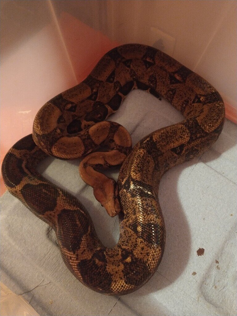 Blood boa breeding progress - Boas - MorphMarket Reptile Community